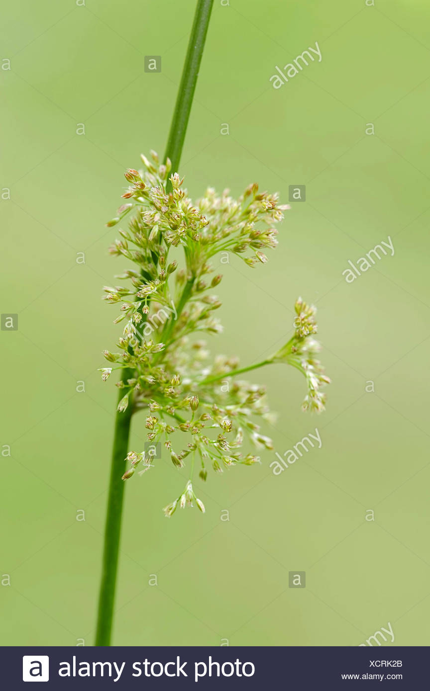 Juncus Effusus Flowers High Resolution Stock Photography and Images - Alamy