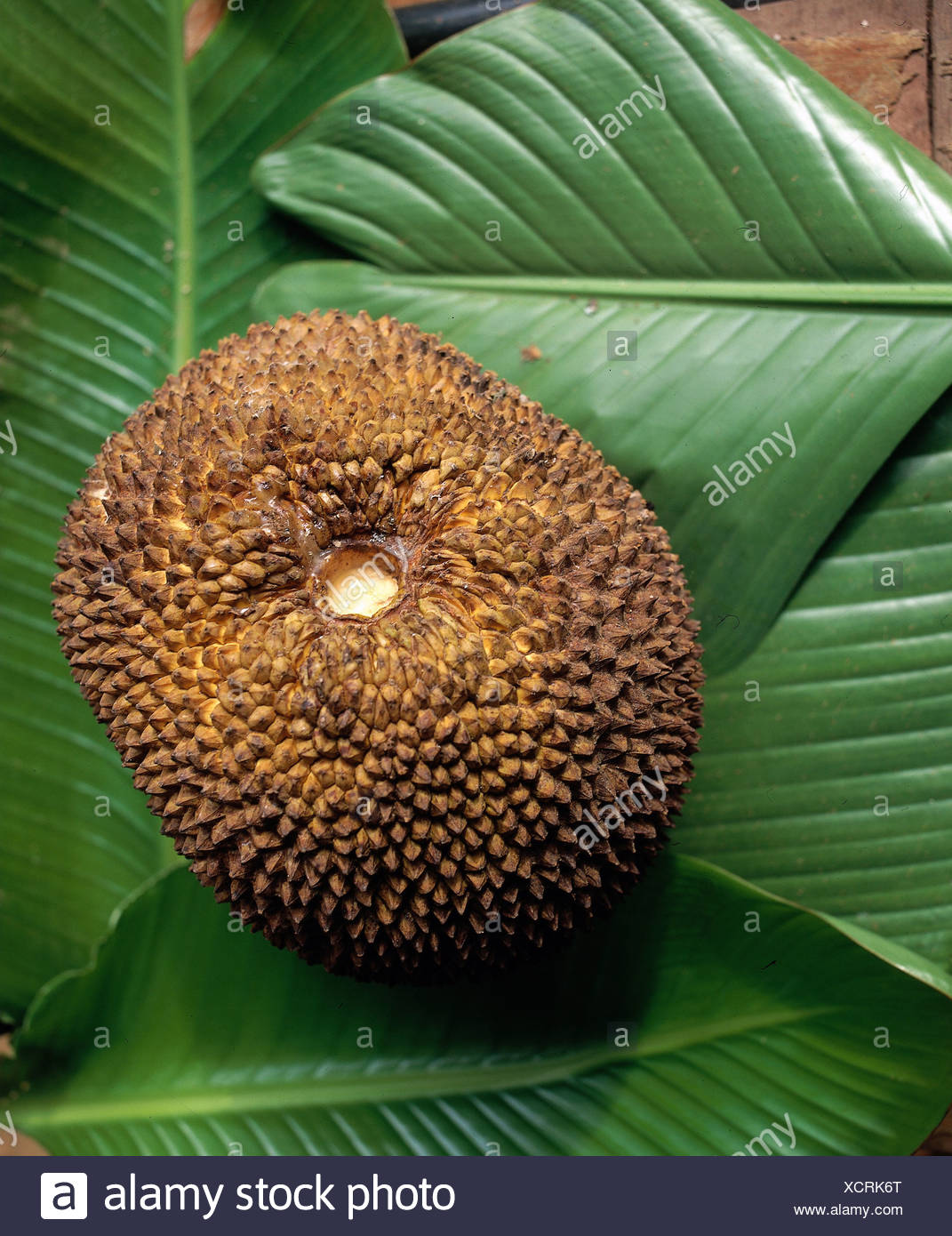Artocarpus Integra High Resolution Stock Photography and Images - Alamy