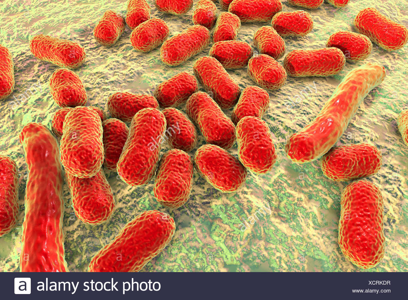 Acinetobacter Baumannii Bacteria High Resolution Stock Photography and ...