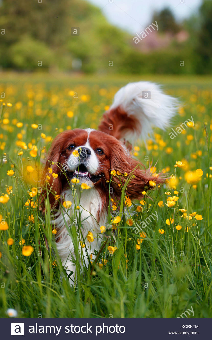 Dog Running Spaniel High Resolution Stock Photography and Images - Alamy