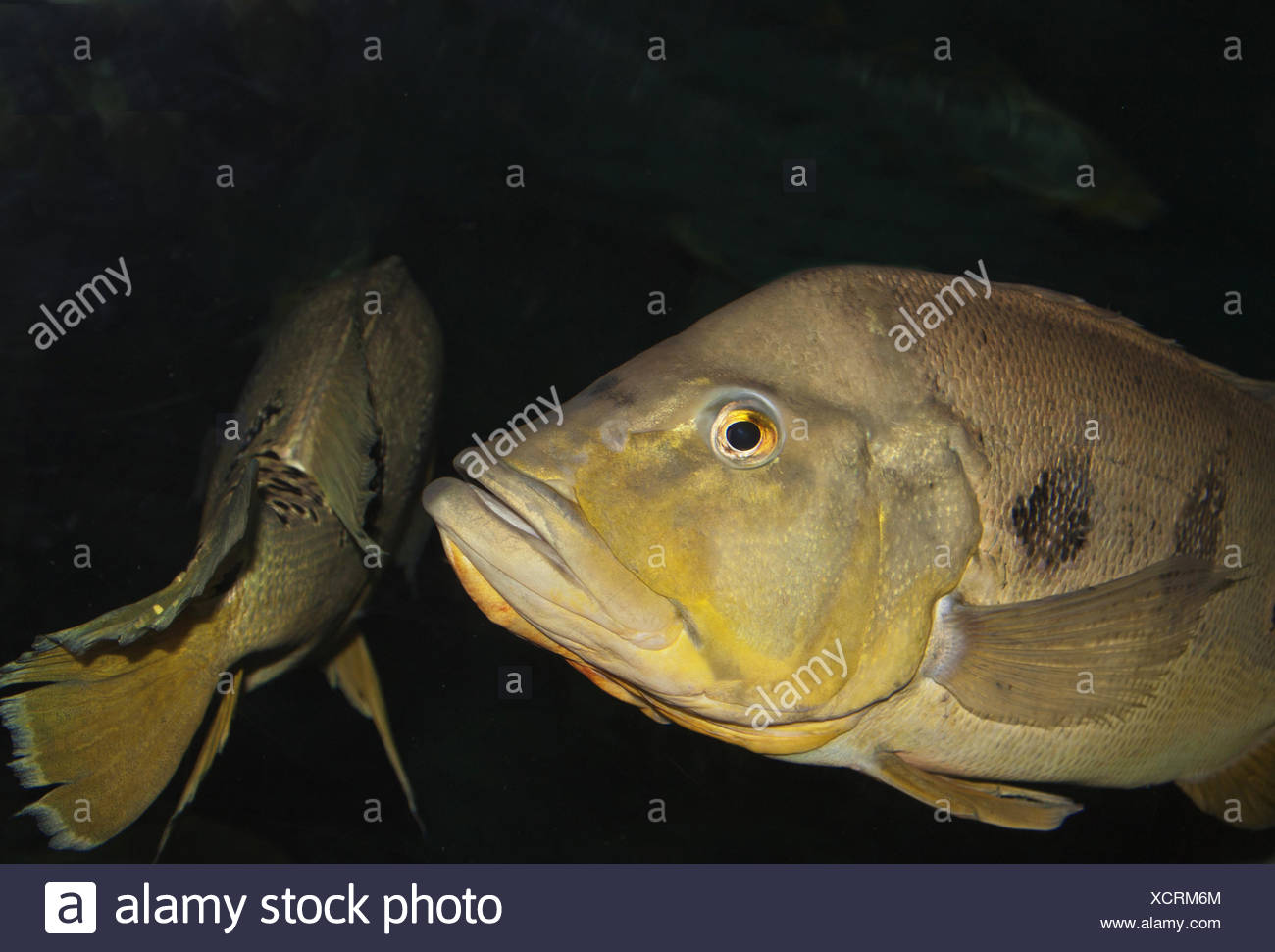 Peacock Bass Stock Photos & Peacock Bass Stock Images - Alamy