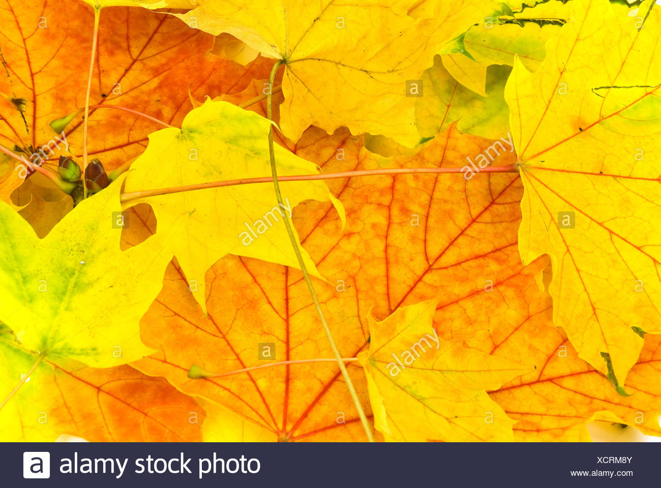 Bright Coloured Leaves High Resolution Stock Photography and Images - Alamy