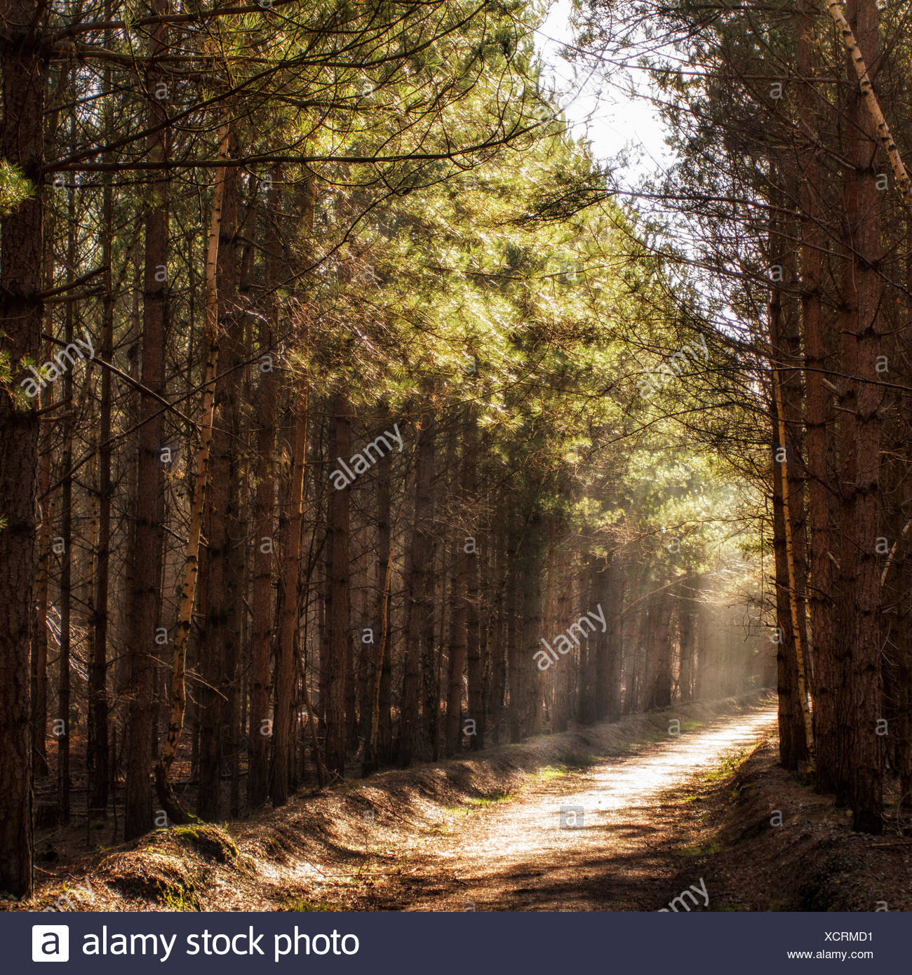 Woodland Light High Resolution Stock Photography and Images - Alamy