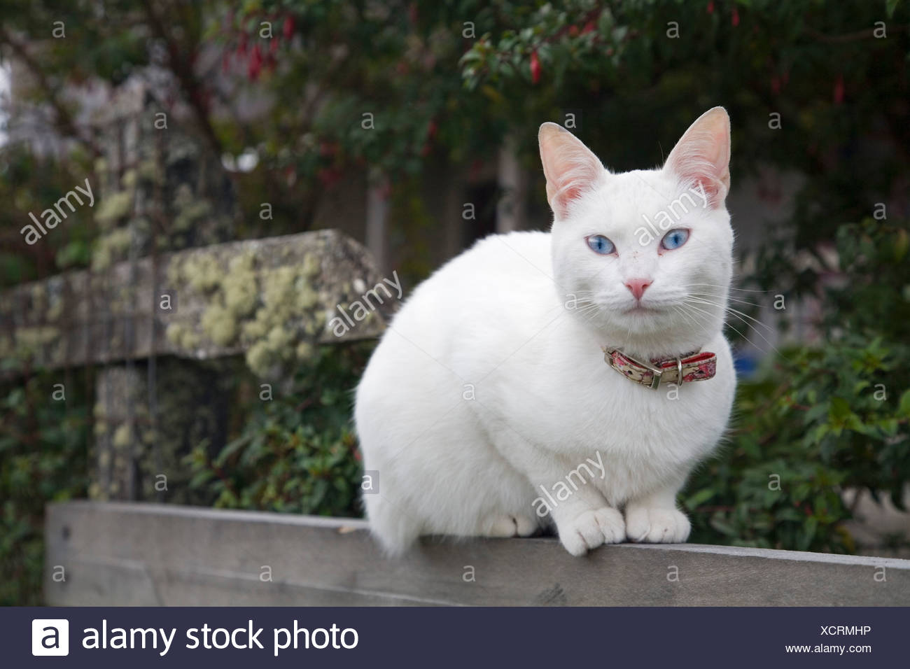 Cat Full Body High Resolution Stock Photography and Images - Alamy