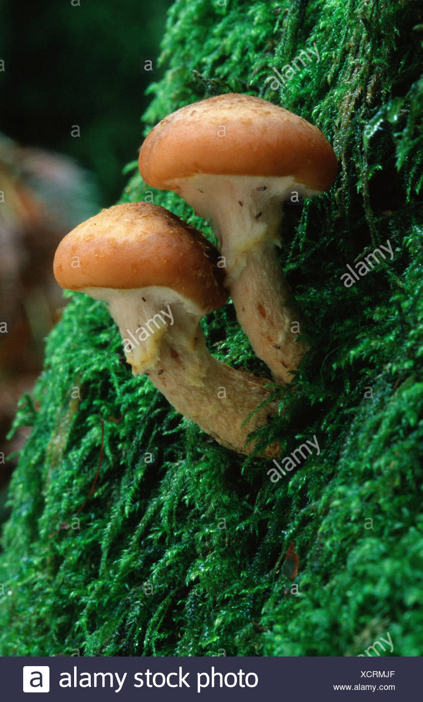 Hallimasch Stock Photos & Hallimasch Stock Images - Alamy