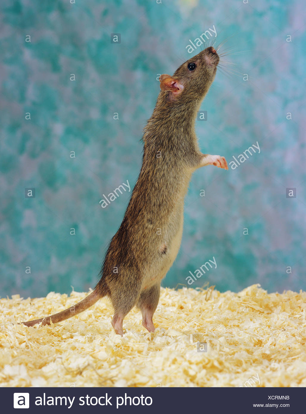 Standing Rat High Resolution Stock Photography and Images - Alamy