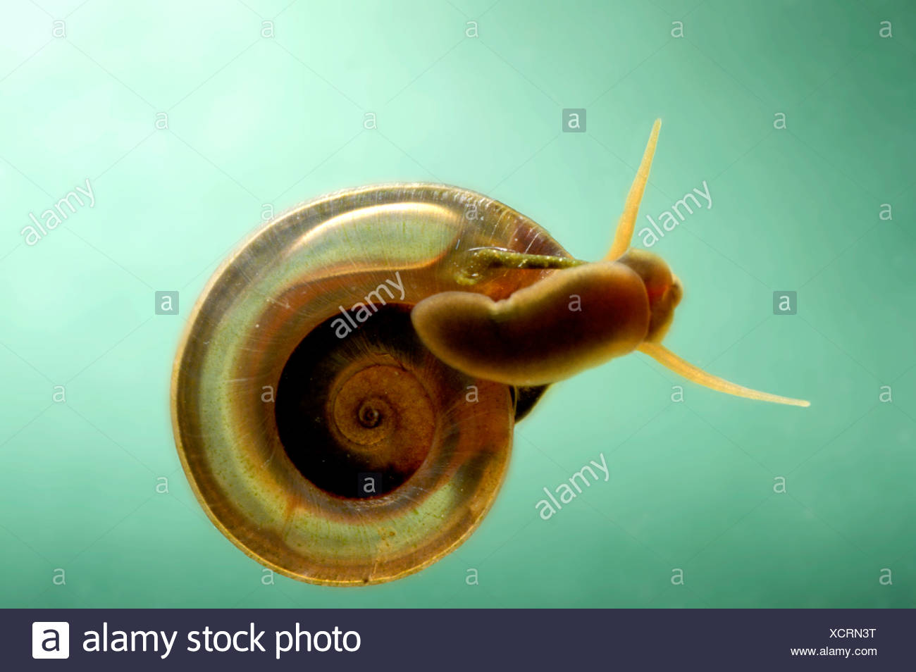 Ramshorn Snail Stock Photos & Ramshorn Snail Stock Images - Alamy