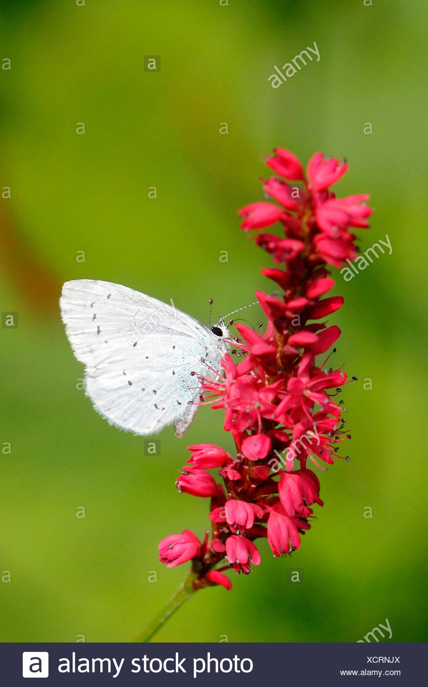Lepidoptera Pollination High Resolution Stock Photography and Images ...