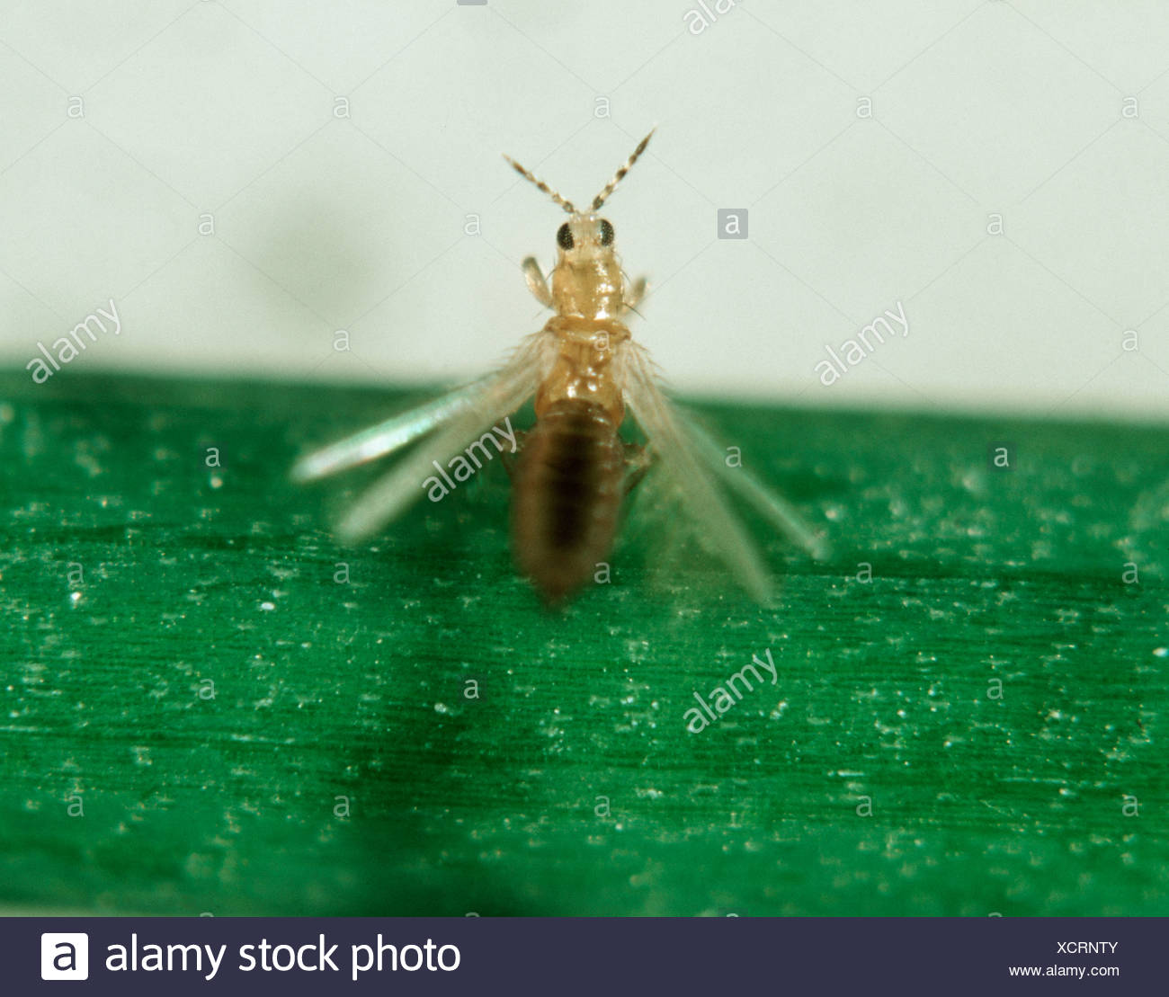 Western Flower Thrip Frankliniella Occidentalis High Resolution Stock ...