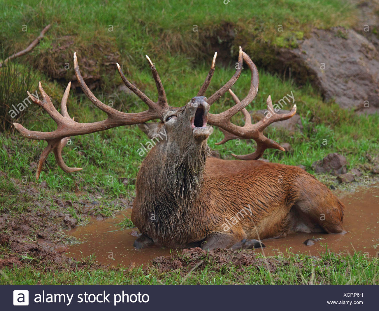 Wallowing Mud Hole High Resolution Stock Photography and Images - Alamy