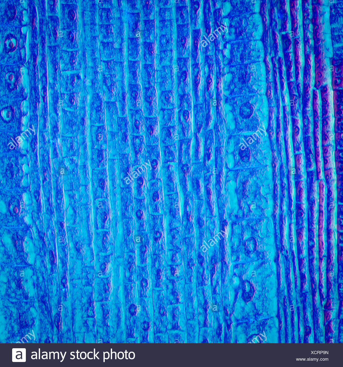 Phloem Tissue High Resolution Stock Photography and Images - Alamy