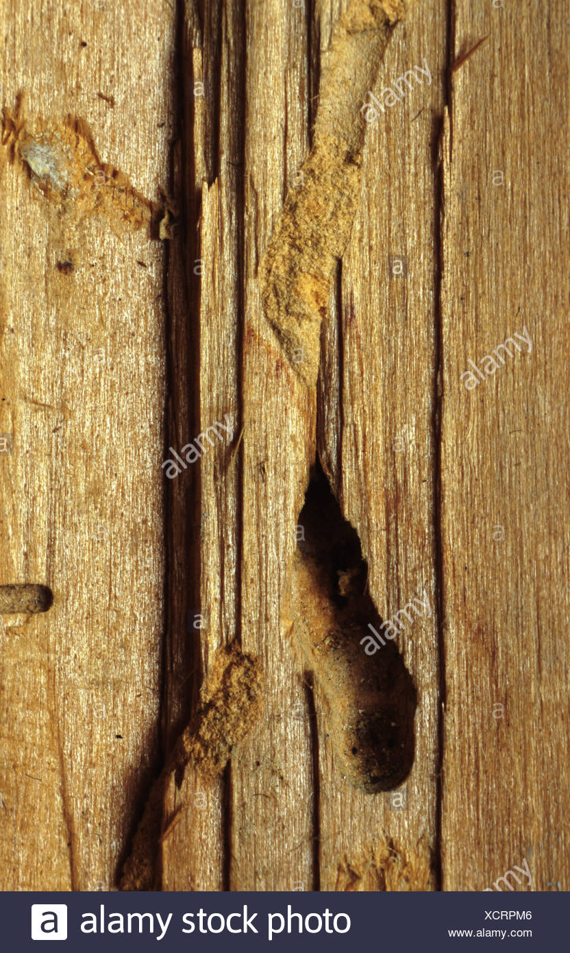 Larval Tunnels High Resolution Stock Photography and Images - Alamy