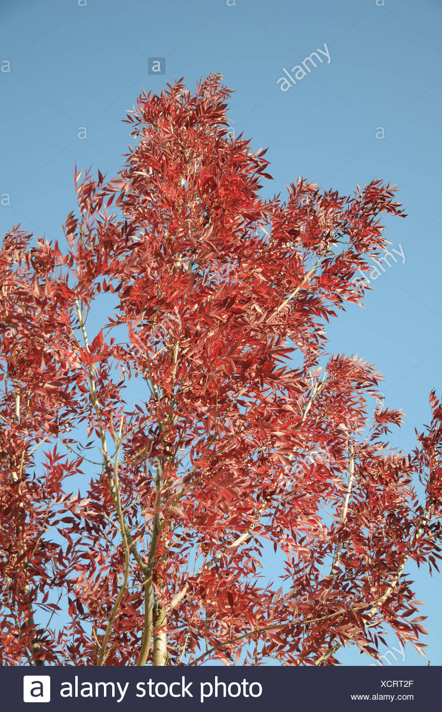 Raywood Ash High Resolution Stock Photography and Images - Alamy