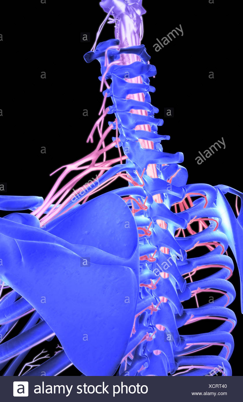 Thoracic Spinal Nerves High Resolution Stock Photography and Images - Alamy