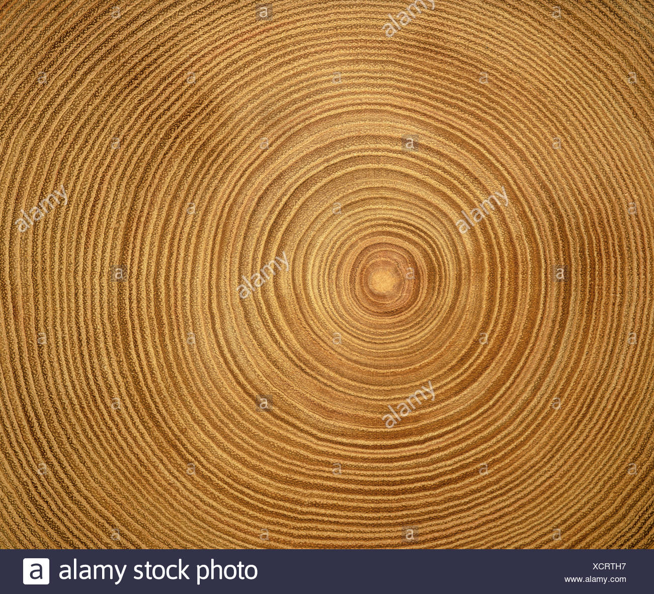 Wood Rings High Resolution Stock Photography and Images - Alamy