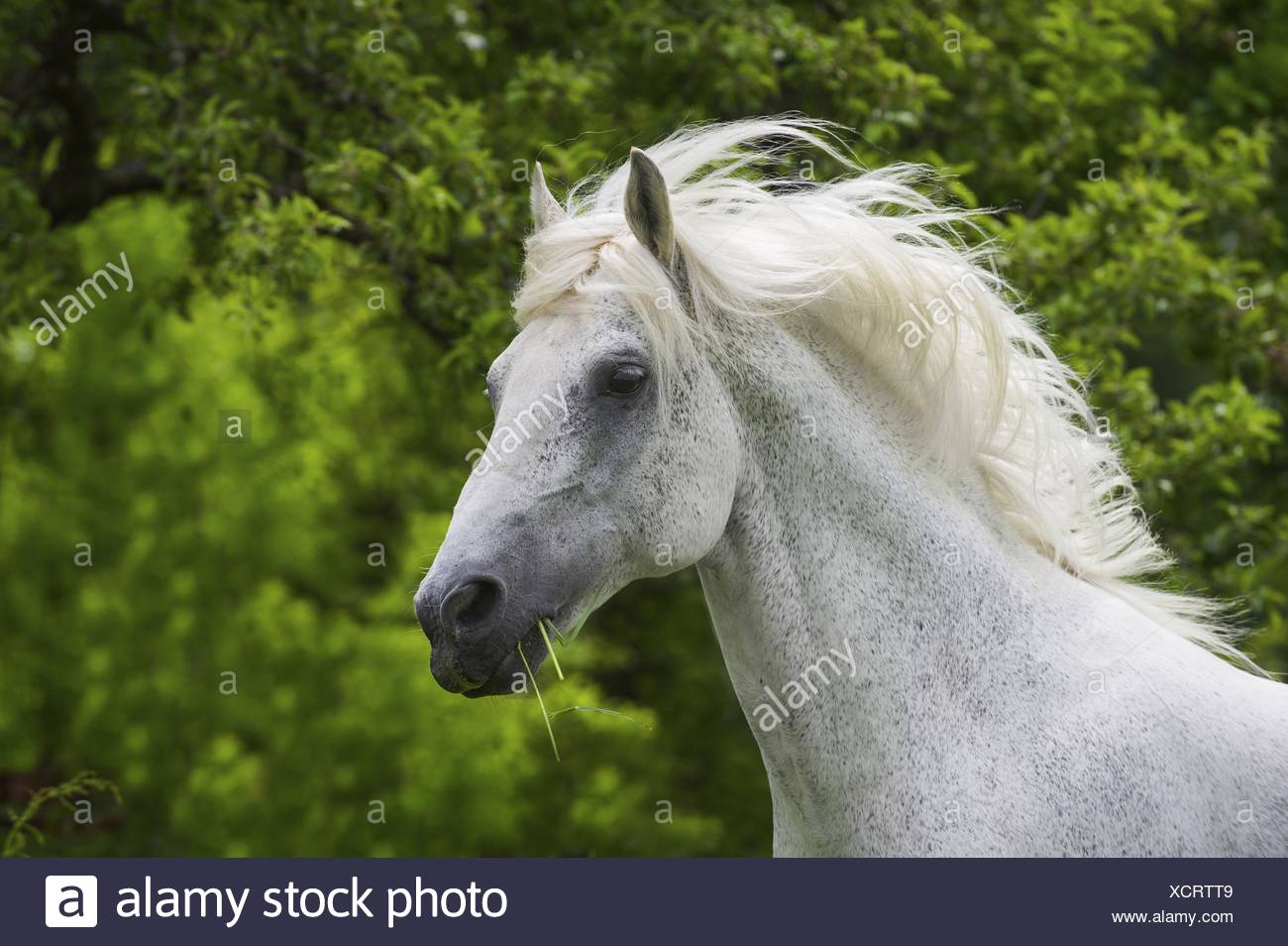 Lipizzaner Stallions Stock Photos & Lipizzaner Stallions Stock Images ...