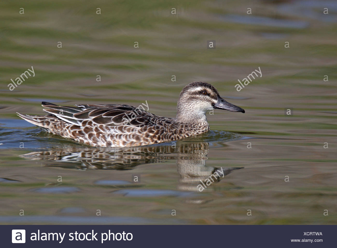 Garganey Female Duck Stock Photos & Garganey Female Duck Stock Images ...