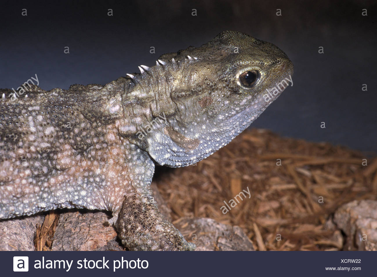 Tuatara High Resolution Stock Photography and Images - Alamy