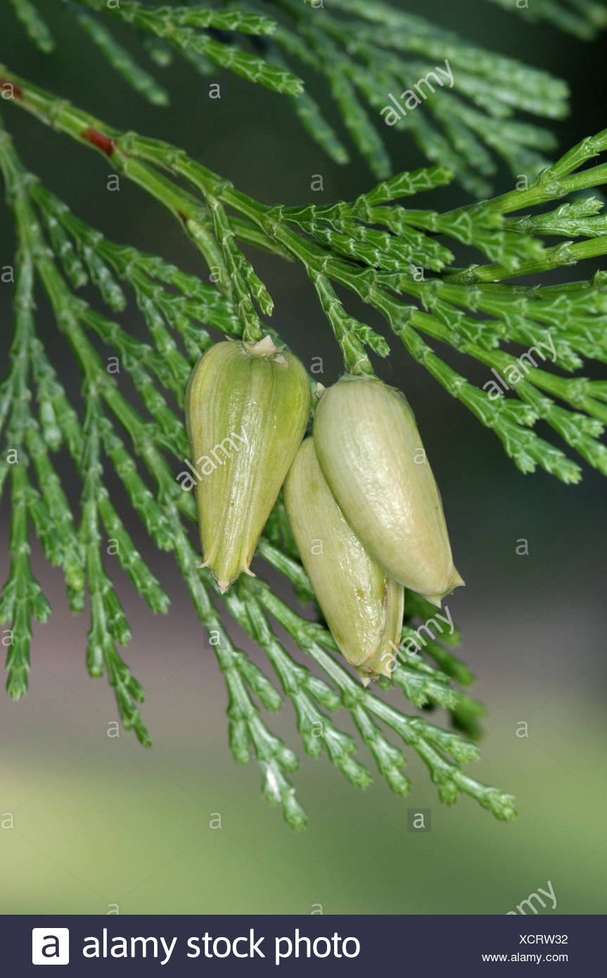 Calocedrus Stock Photos & Calocedrus Stock Images - Alamy