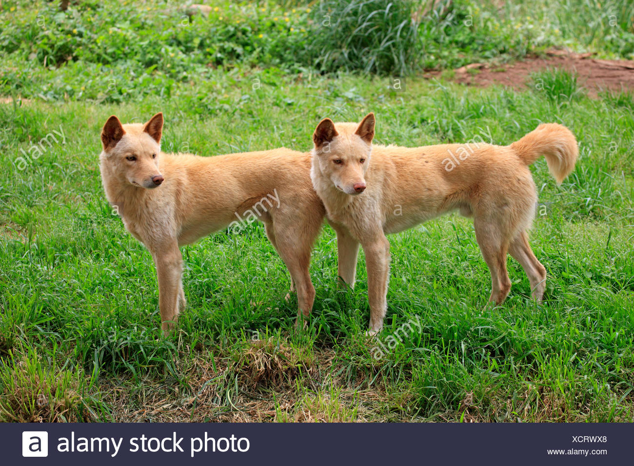 Dingo Canis Familiaris Dingo High Resolution Stock Photography and ...