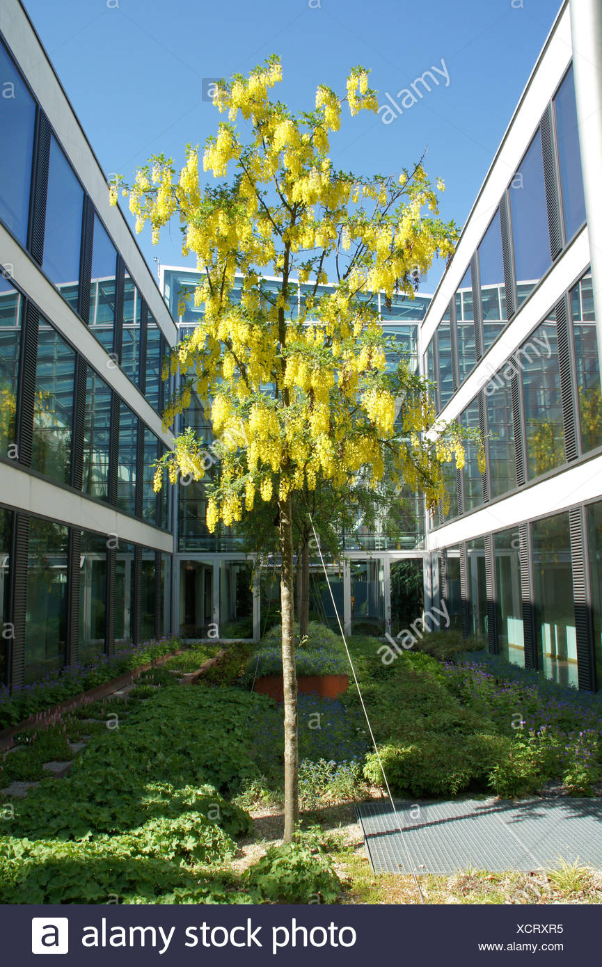Golden Chain Tree Stock Photos & Golden Chain Tree Stock Images - Alamy