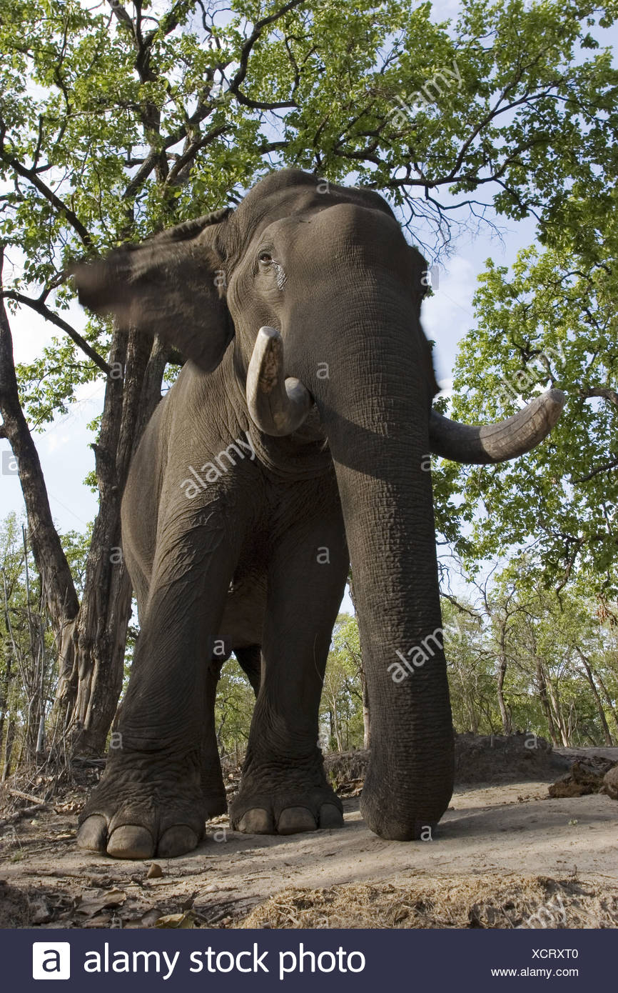 Elephas Maximus Bengalensis High Resolution Stock Photography and ...