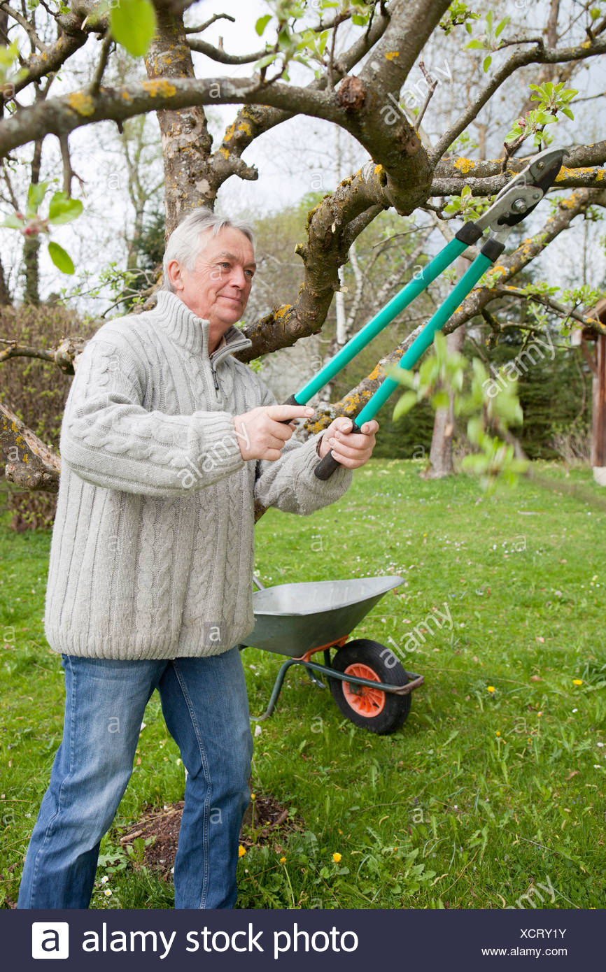 Older Man Trimming Stock Photos & Older Man Trimming Stock Images - Alamy