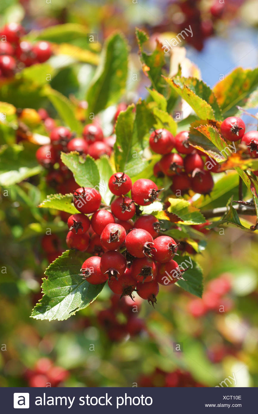 Broad Leaved Cockspur Thorn High Resolution Stock Photography and ...