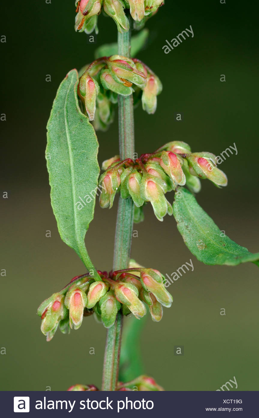 Rumex Conglomeratus High Resolution Stock Photography and Images - Alamy