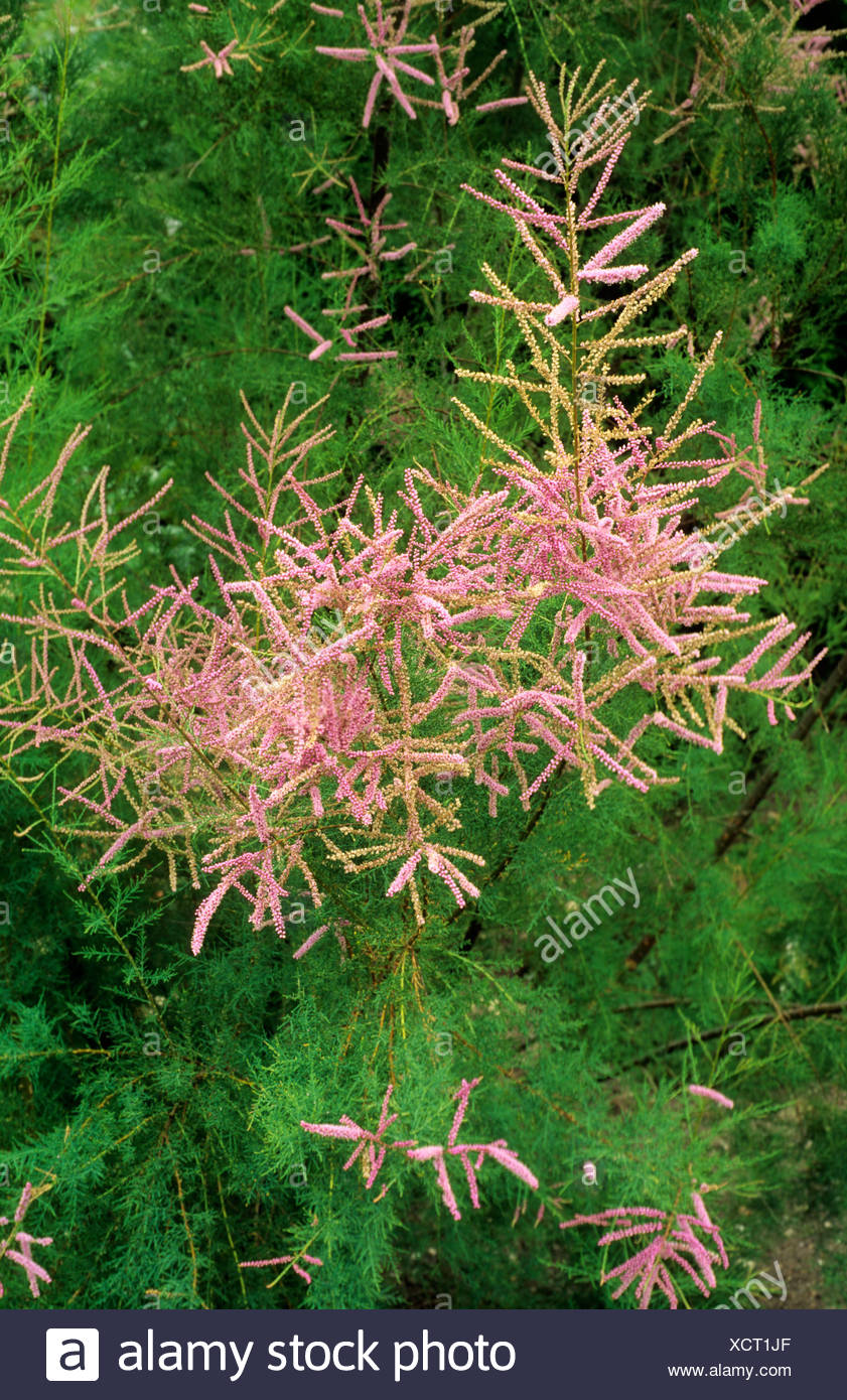 Tamarisk Tree Tamarix Ramosissima High Resolution Stock Photography and ...