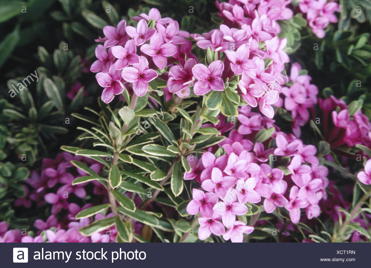 Daphne Cneorum High Resolution Stock Photography and Images - Alamy