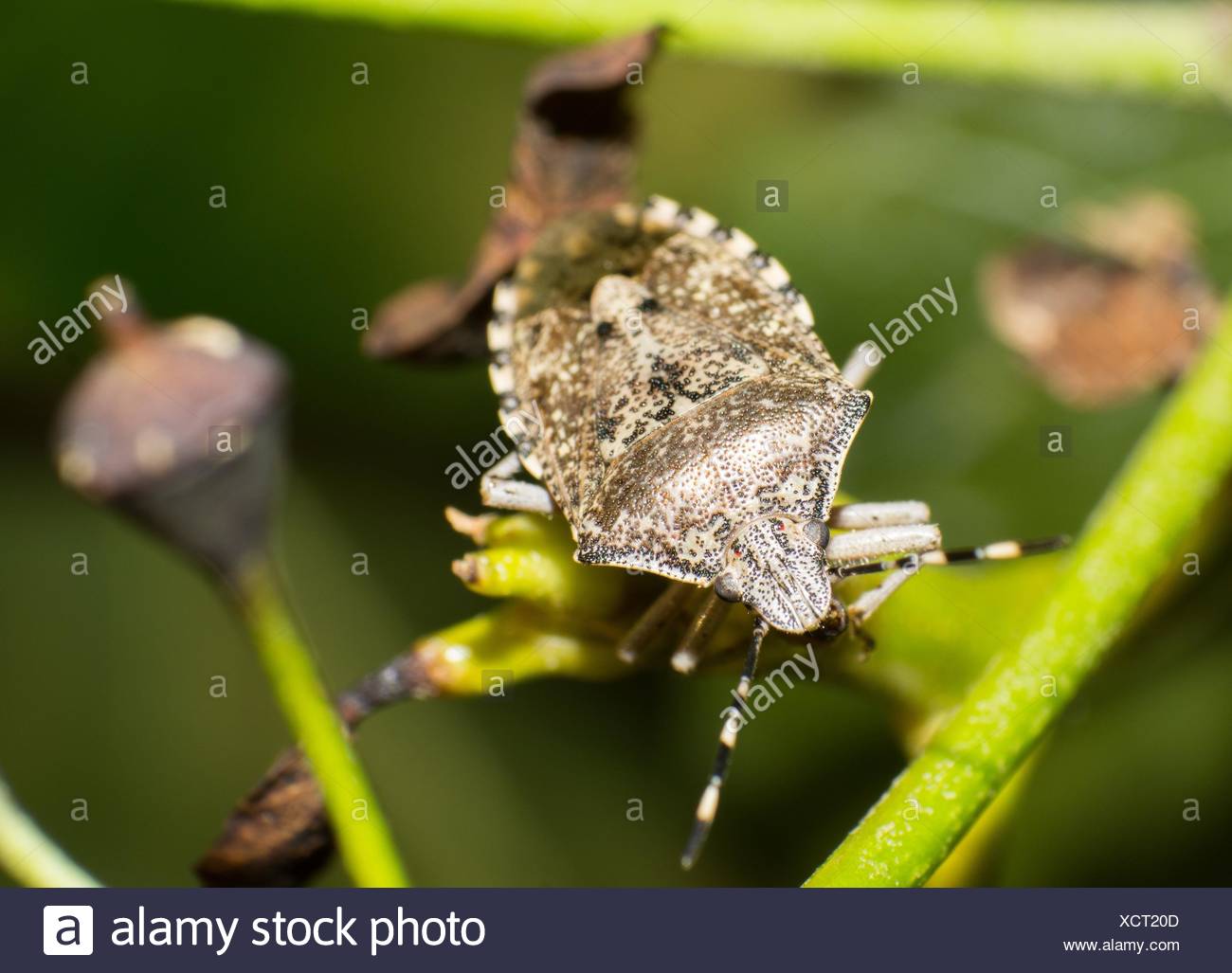 Heteroptera Stock Photos & Heteroptera Stock Images - Alamy