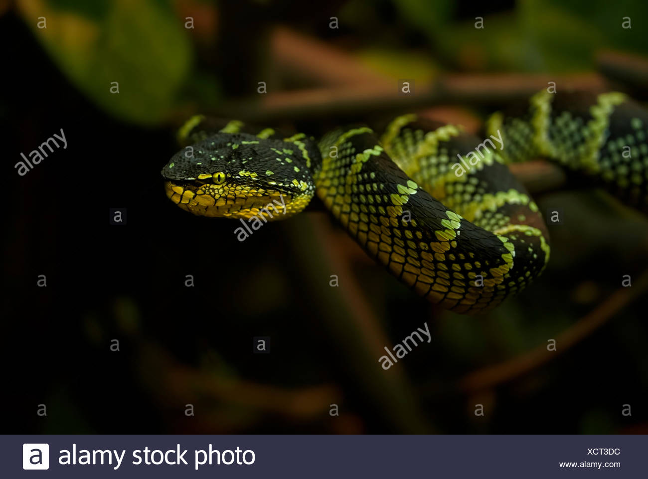 Waglers Pit Viper Stock Photos & Waglers Pit Viper Stock Images - Alamy