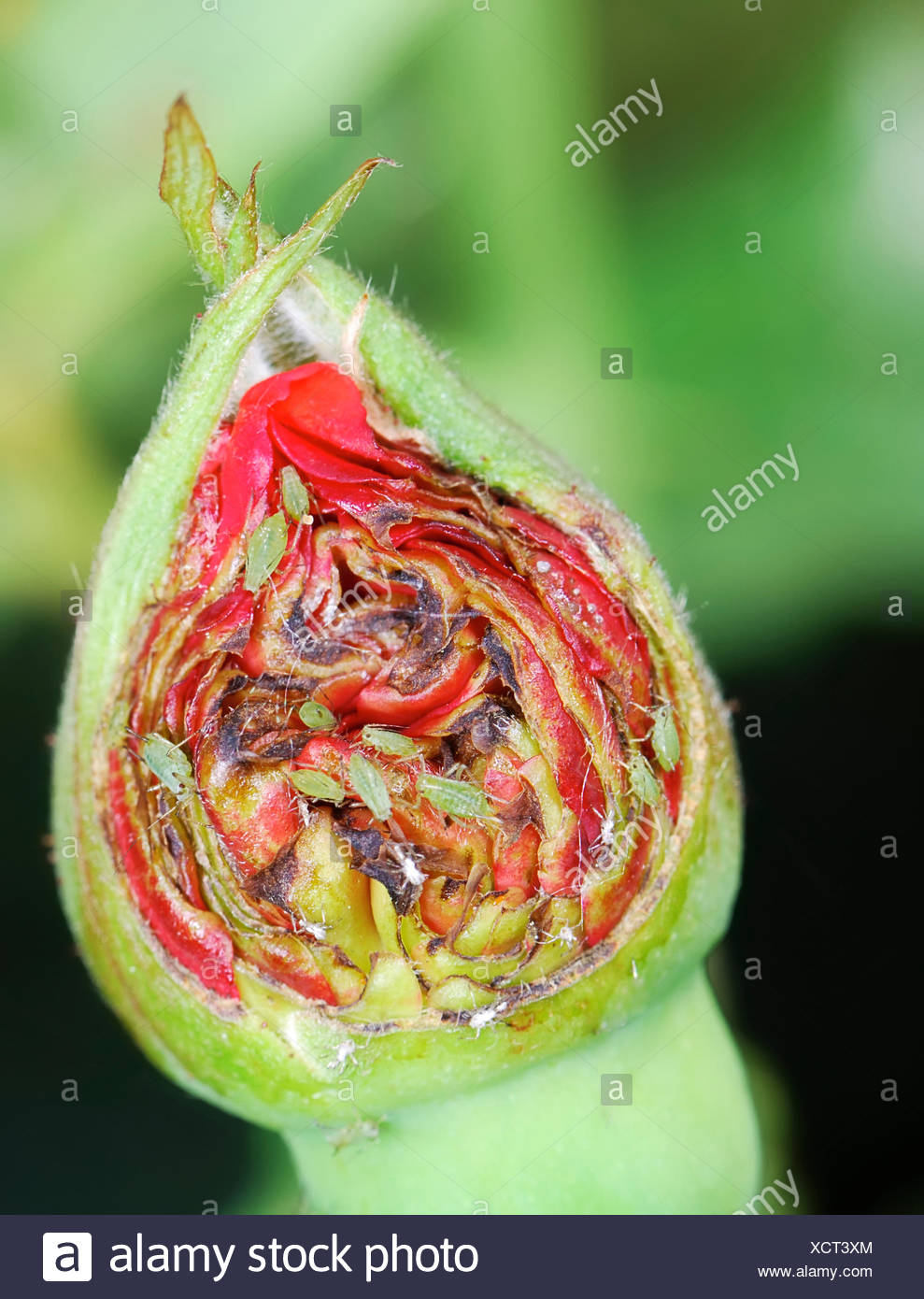 Rose Beetles High Resolution Stock Photography and Images - Alamy