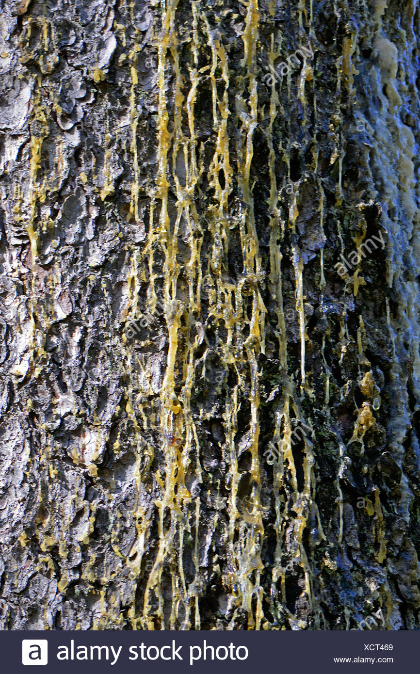Spruce Resin High Resolution Stock Photography and Images - Alamy