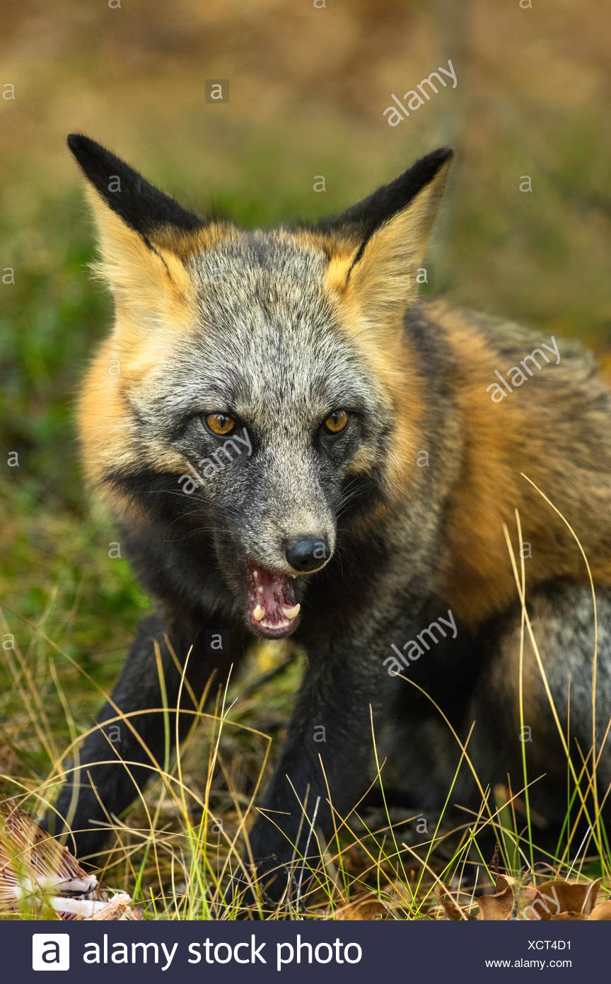 Cross Fox Vulpes Vulpes High Resolution Stock Photography and Images ...