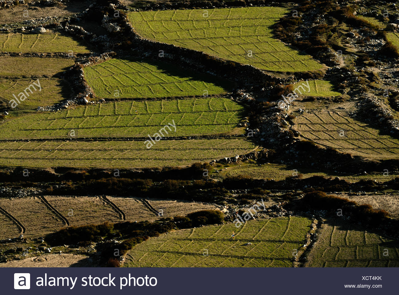 Traditional Chinese Farming High Resolution Stock Photography and ...