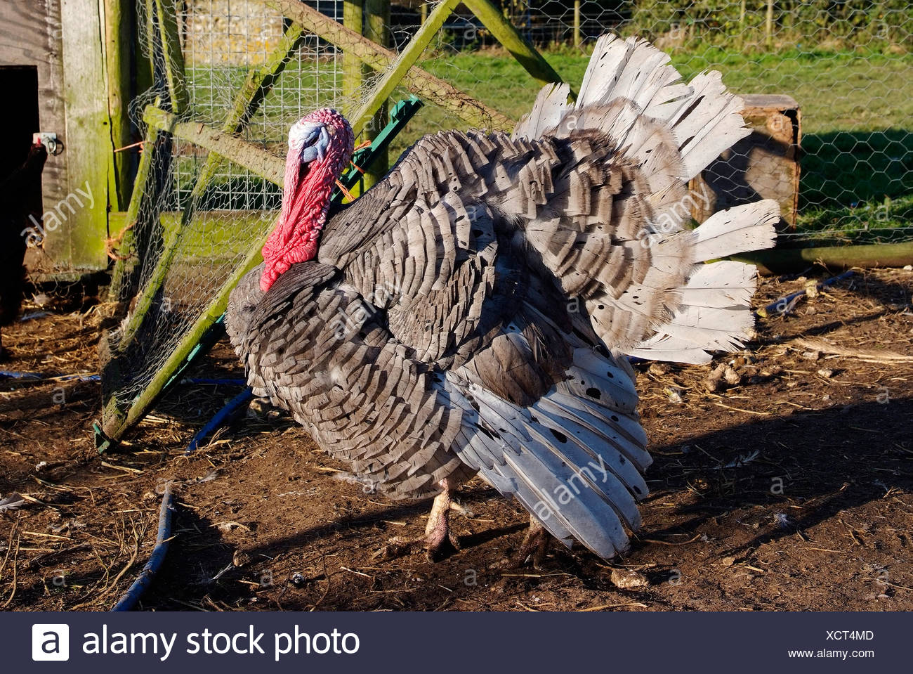 Turkey Bird Uk High Resolution Stock Photography and Images - Alamy