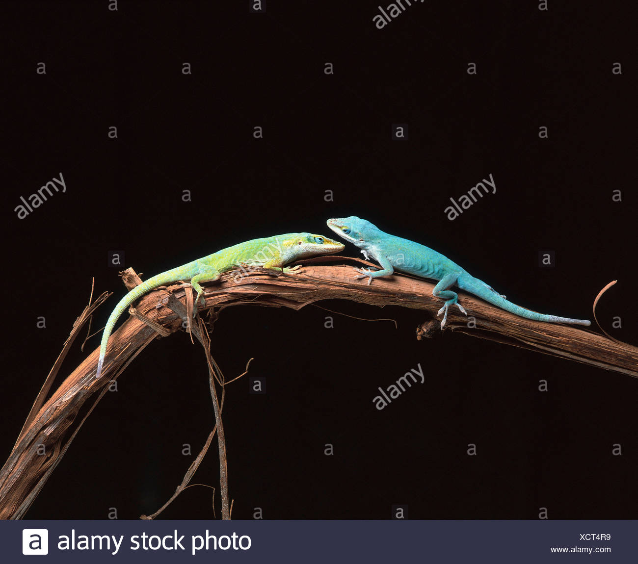 Pet Lizards High Resolution Stock Photography and Images - Alamy