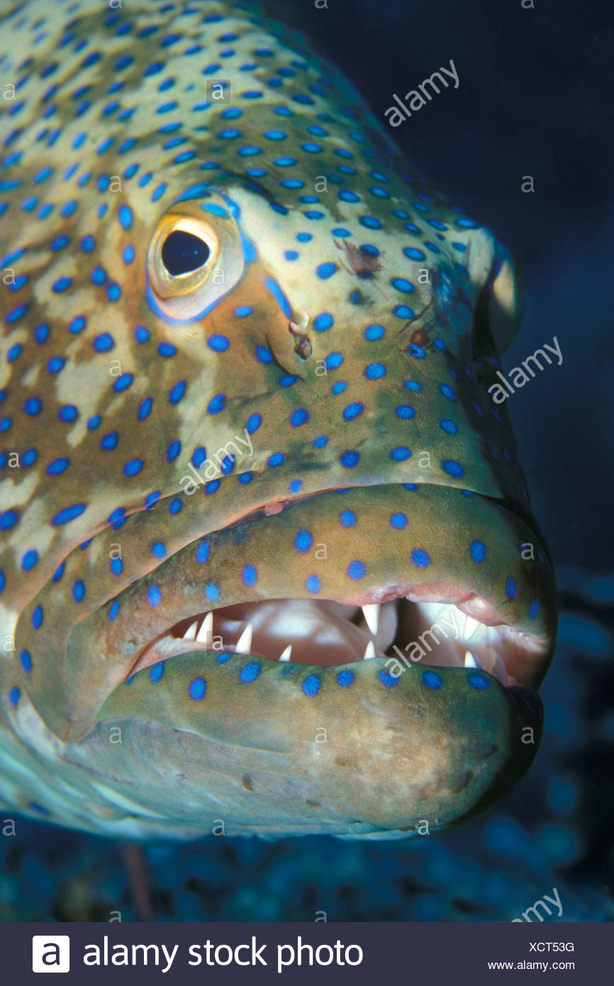 Pessuliferus High Resolution Stock Photography and Images - Alamy