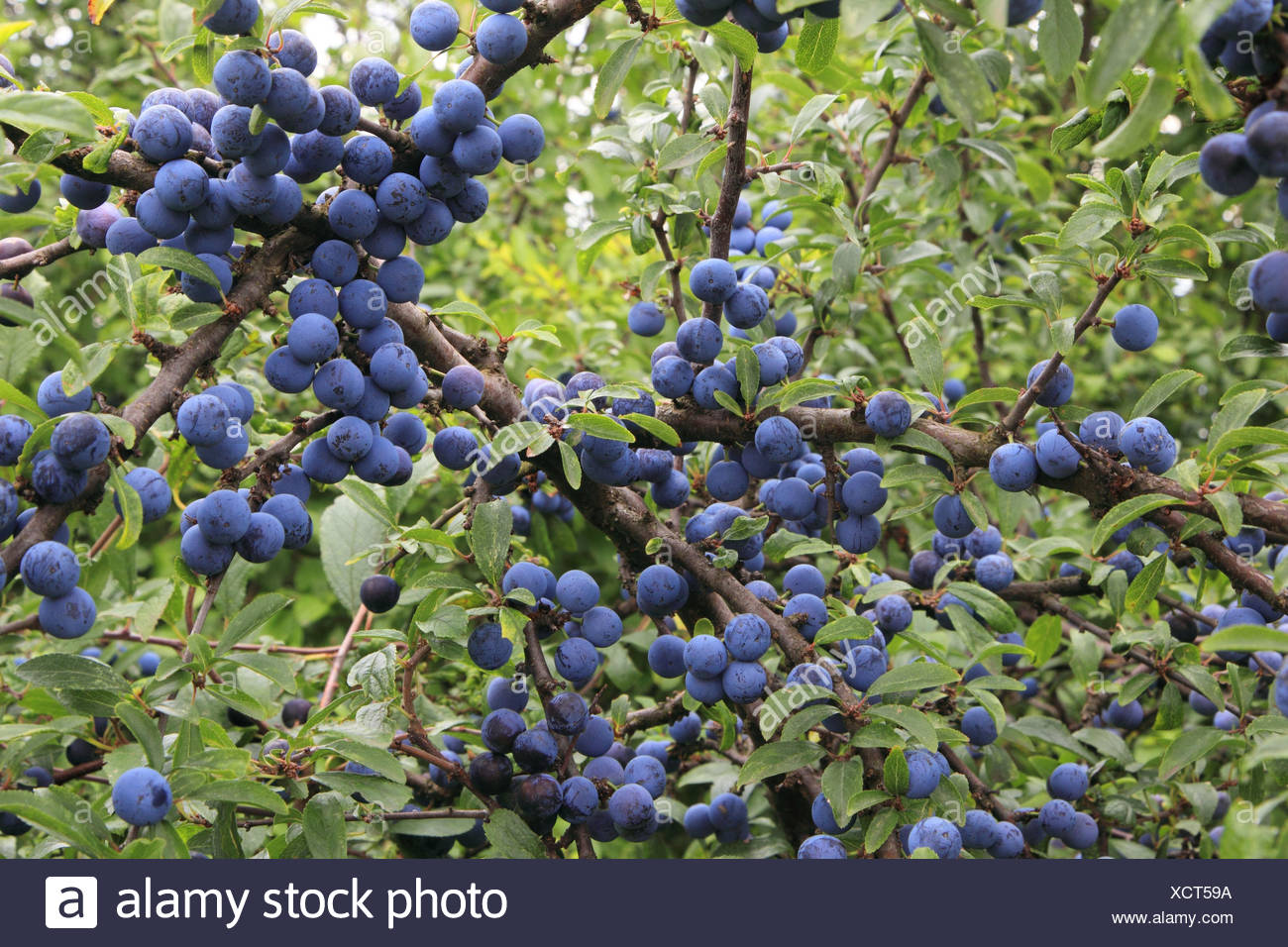 Prunus Spinosa Ripe Sloes High Resolution Stock Photography and Images ...