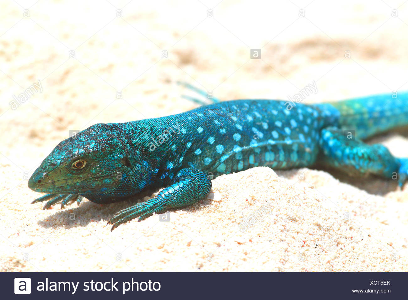 Blue Lizard High Resolution Stock Photography and Images - Alamy