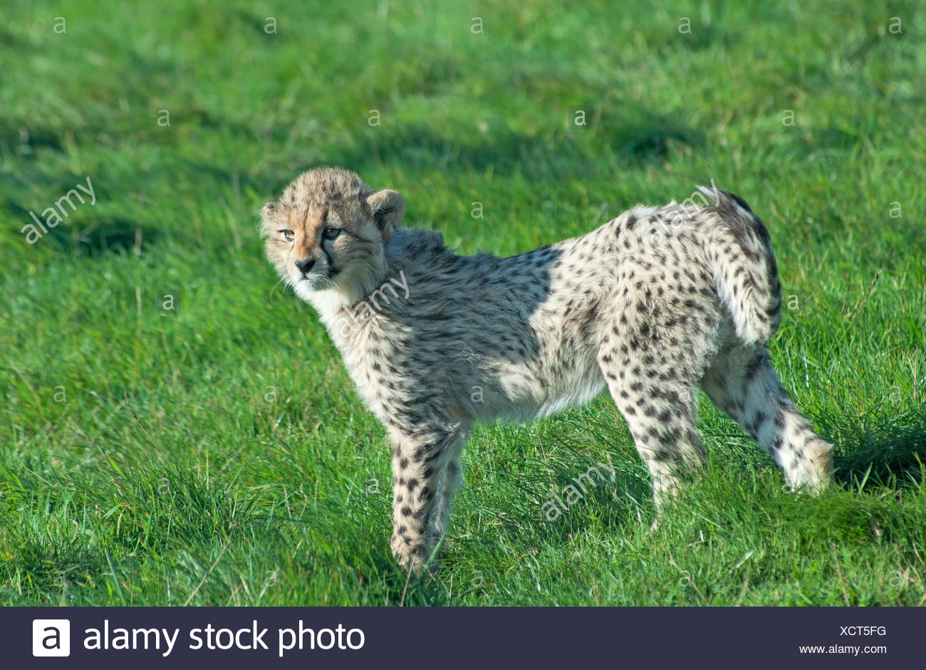 Cheetah Cub Head High Resolution Stock Photography and Images - Alamy