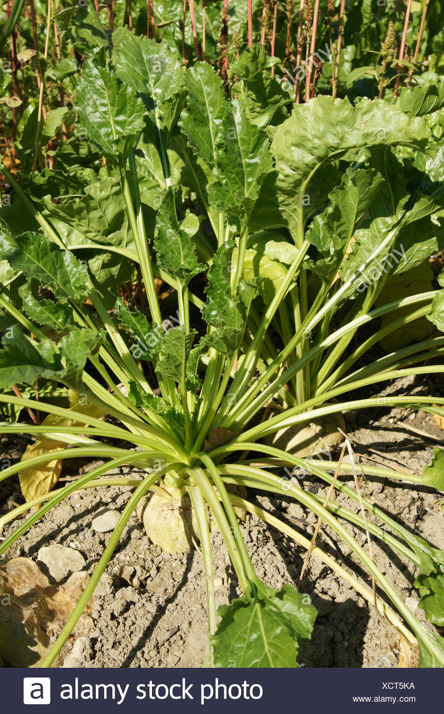Sugar Beet Plant Stock Photos & Sugar Beet Plant Stock Images - Alamy