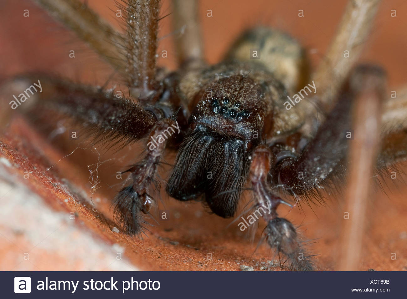 Giant House Spider Spiders High Resolution Stock Photography and Images ...