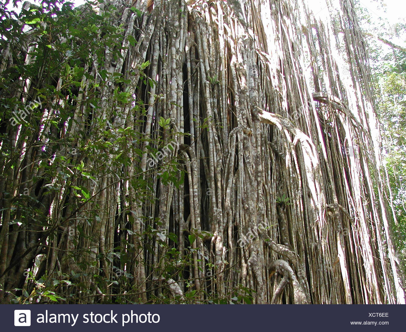 The Cathedral Fig Tree High Resolution Stock Photography and Images - Alamy