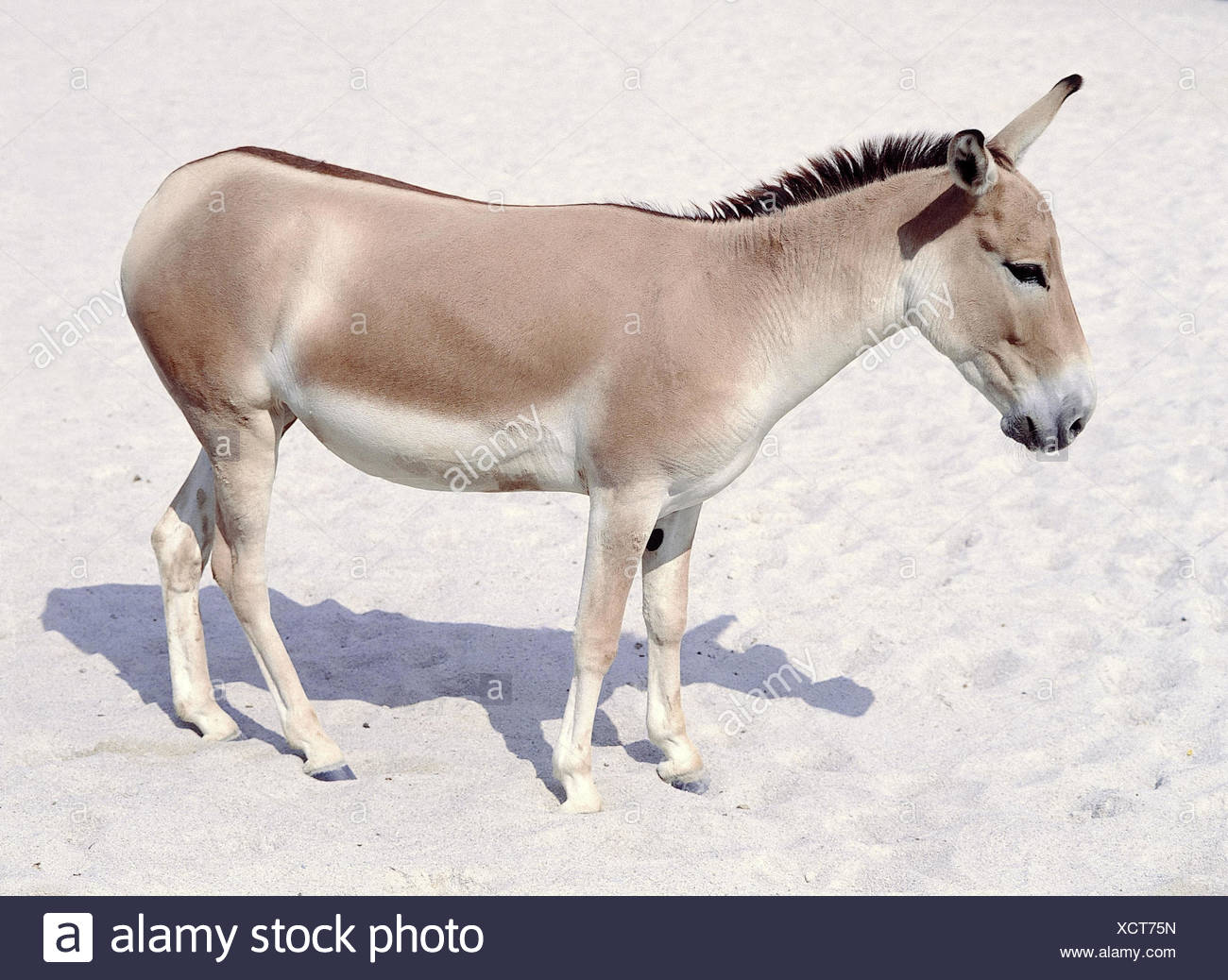 Asian Wild Donkey High Resolution Stock Photography and Images - Alamy
