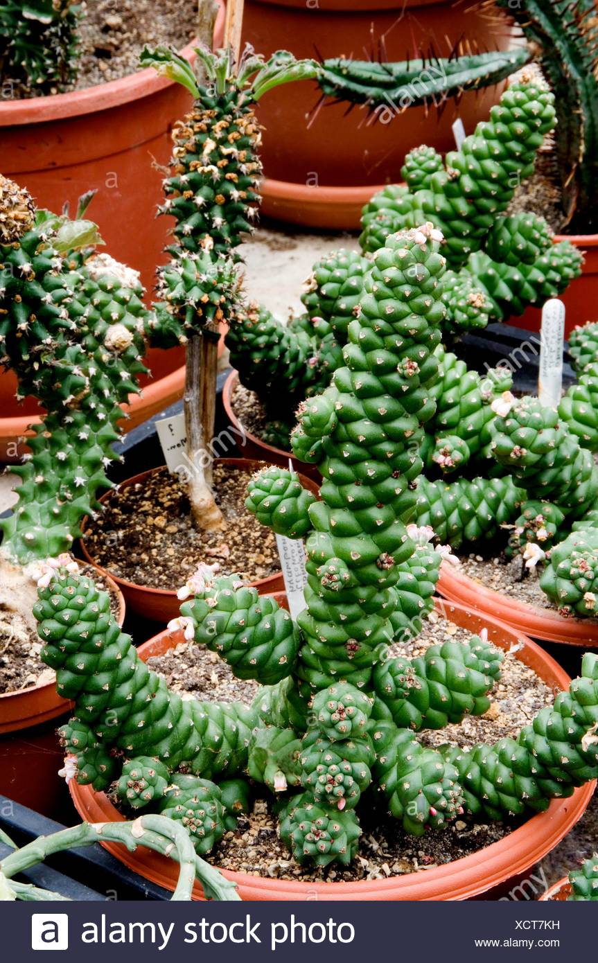 Monadenium High Resolution Stock Photography and Images - Alamy
