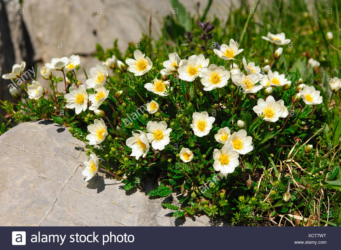 Alpine Buttercup High Resolution Stock Photography and Images - Alamy