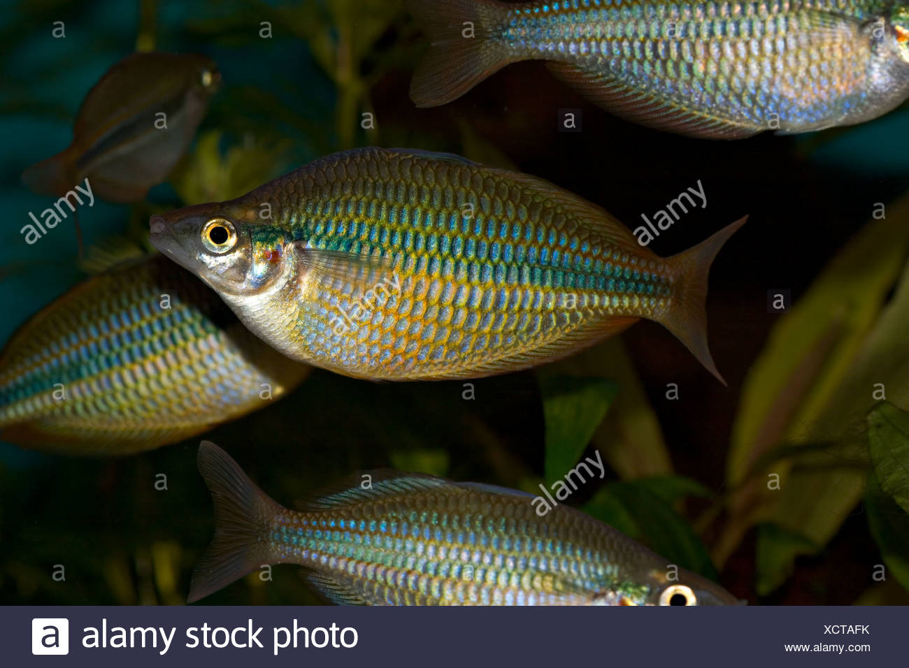 Melanotaenia Trifasciata High Resolution Stock Photography and Images ...
